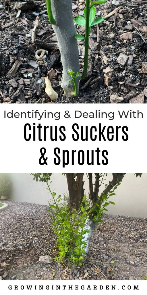 Identifying & Dealing With Citrus Suckers & Sprouts - Growing In The Garden