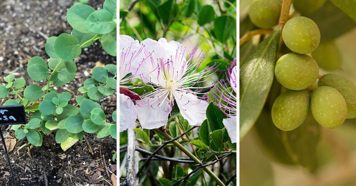 25 Thriving Edible Perennials In My Desert Garden - Growing In The Garden