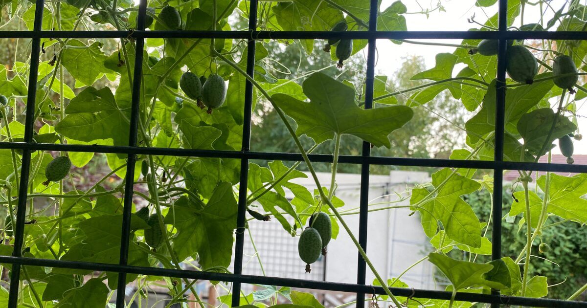 25 Thriving Edible Perennials In My Desert Garden - Growing In The Garden