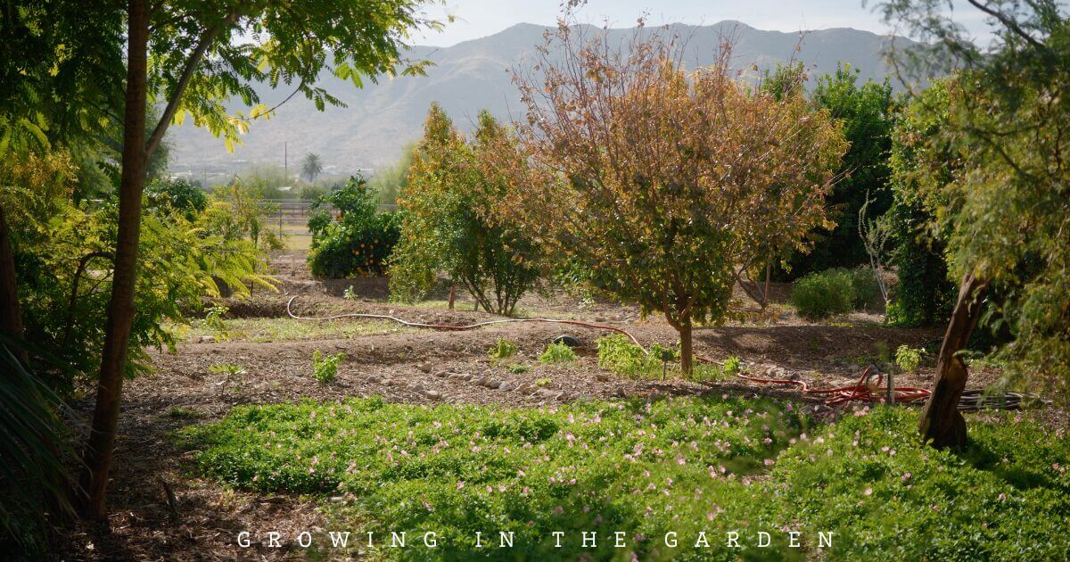 Organic Fruit Tree Fertilizing: Four Simple Steps - Growing In The Garden