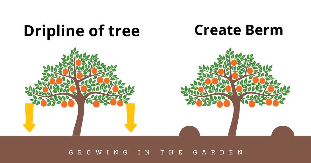 Organic Fruit Tree Fertilizing: Four Simple Steps - Growing In The Garden