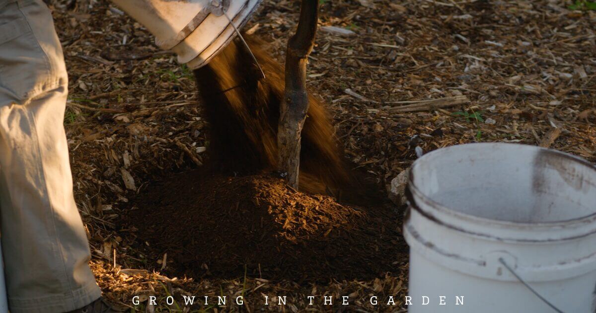 Organic Fruit Tree Fertilizing: Four Simple Steps - Growing In The Garden