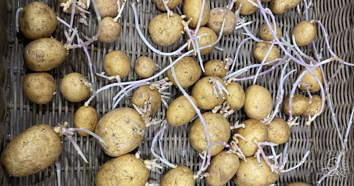 How to Chit Potatoes: A Guide to Greensprouting Seed Potatoes - Growing ...