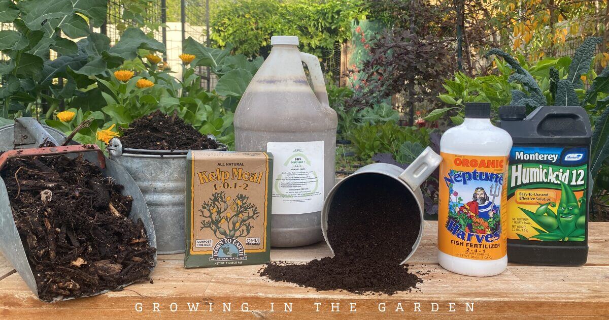 How & Why to Make Worm Castings Tea - Growing In The Garden