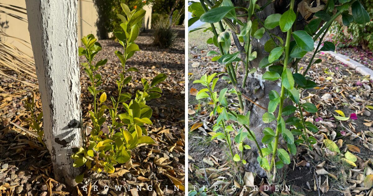 Identifying & Dealing With Citrus Suckers & Sprouts - Growing In The Garden
