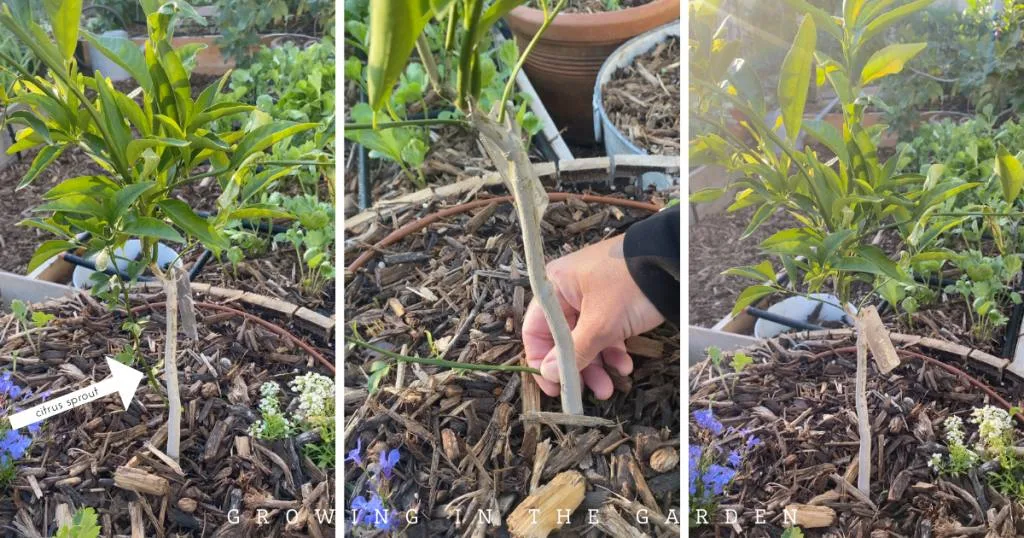 Identifying & Dealing With Citrus Suckers & Sprouts - Growing In The Garden