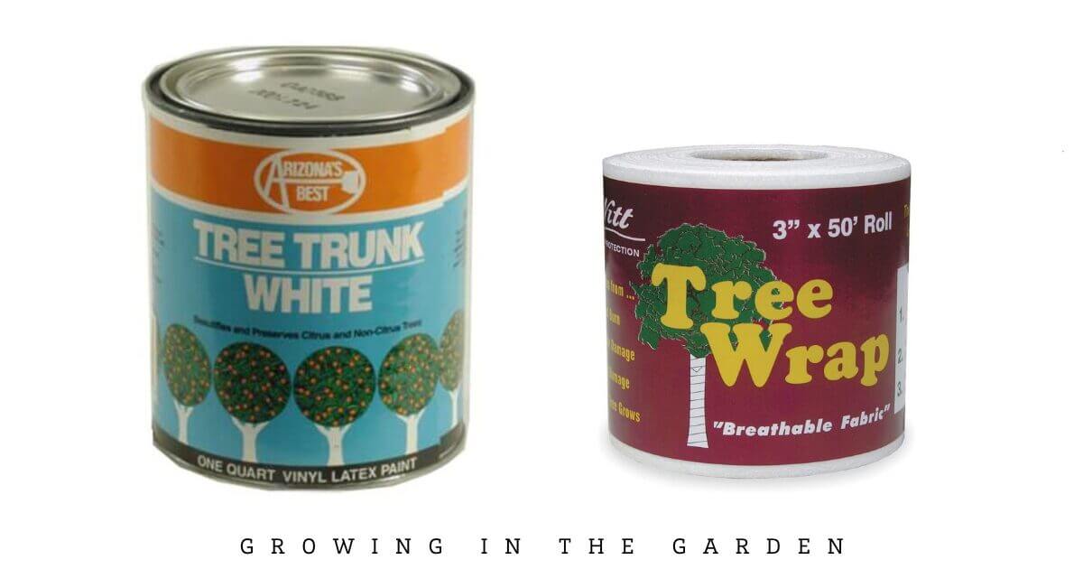 Identifying & Dealing With Citrus Suckers & Sprouts - Growing In The Garden