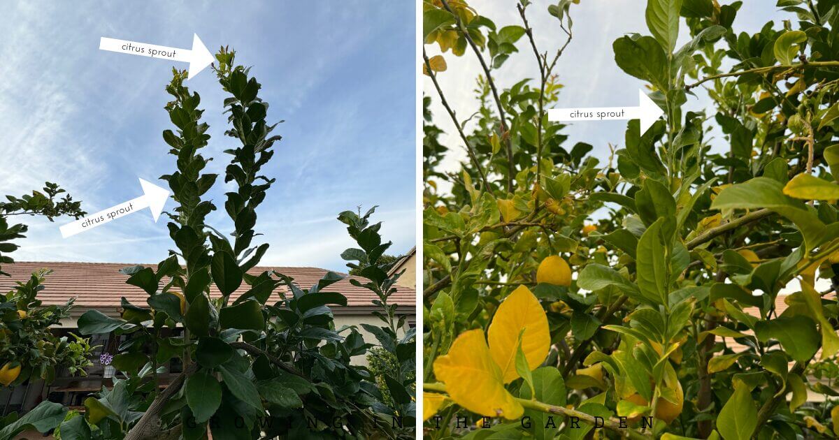 Identifying & Dealing With Citrus Suckers & Sprouts - Growing In The Garden