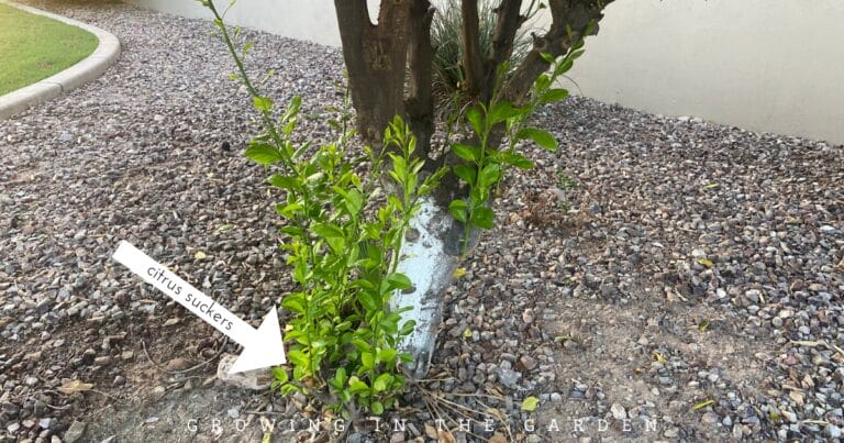 Identifying & Dealing With Citrus Suckers & Sprouts - Growing In The Garden