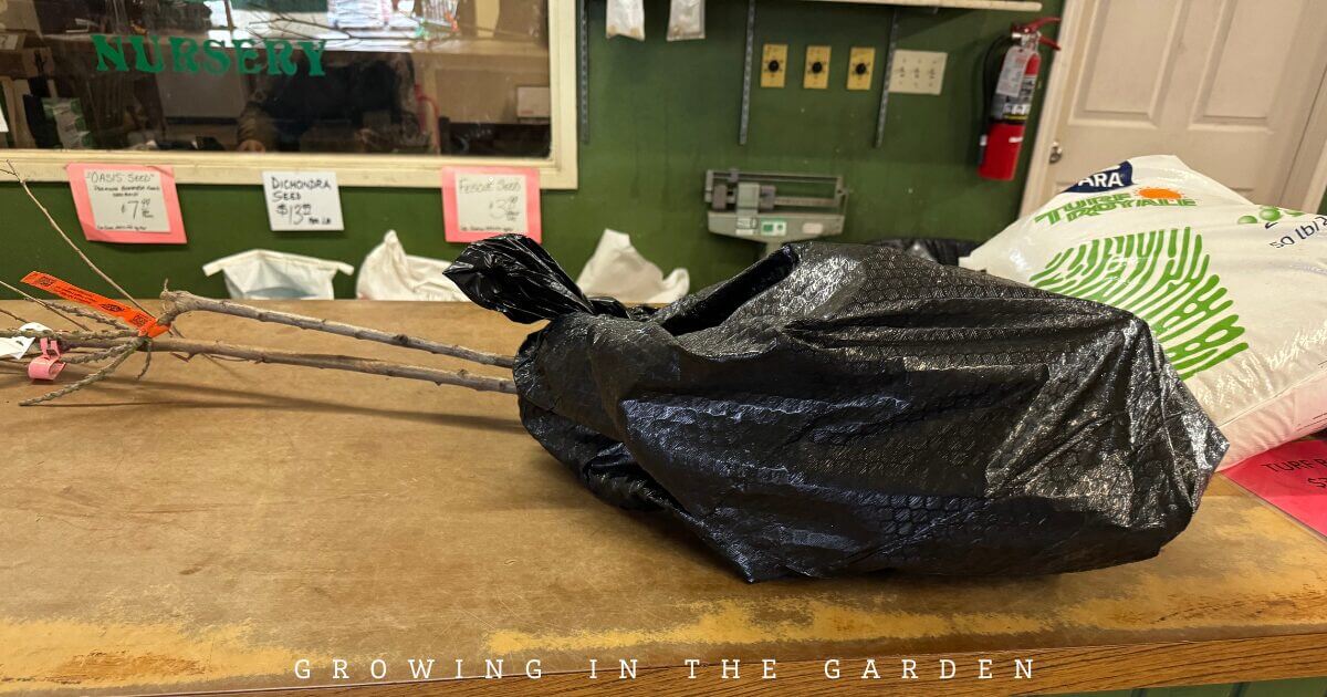 Planting Bare Root & Container Fruit Trees: A Step-by-Step Guide ...