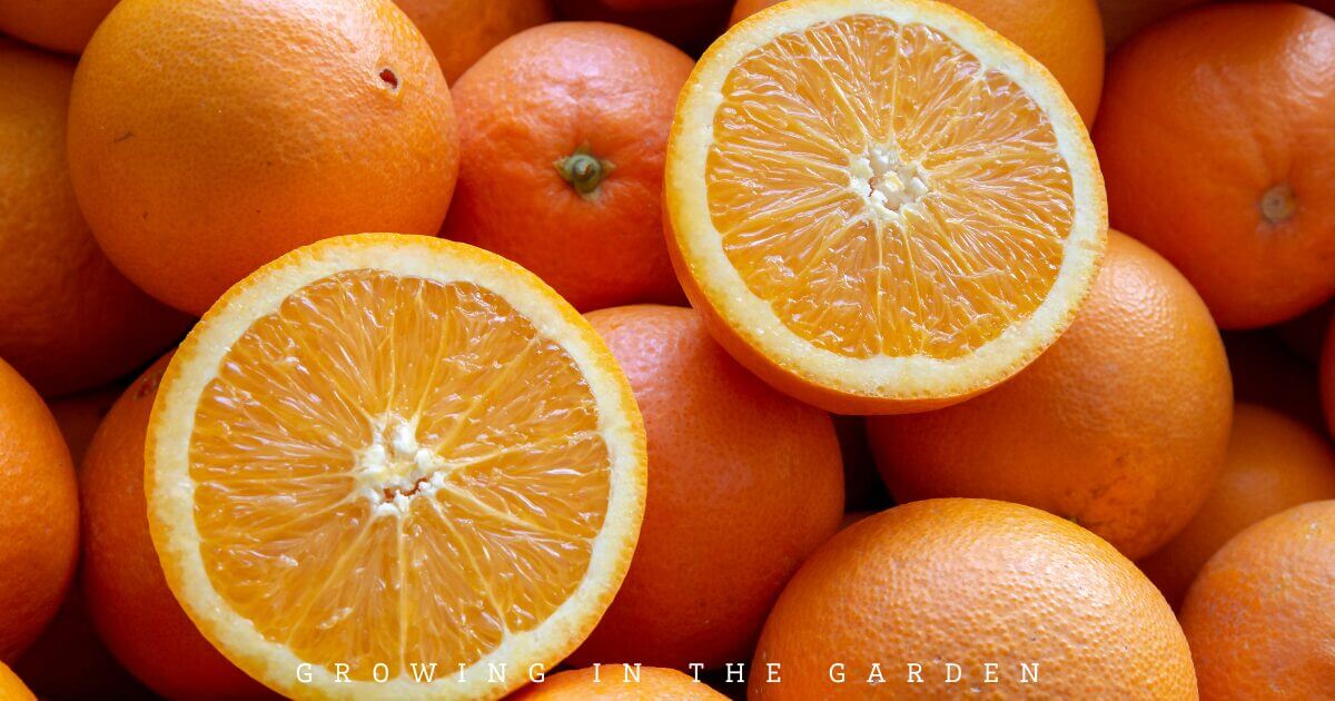 3 Tips for Juicing Oranges: How To Juice Citrus - Growing In The Garden