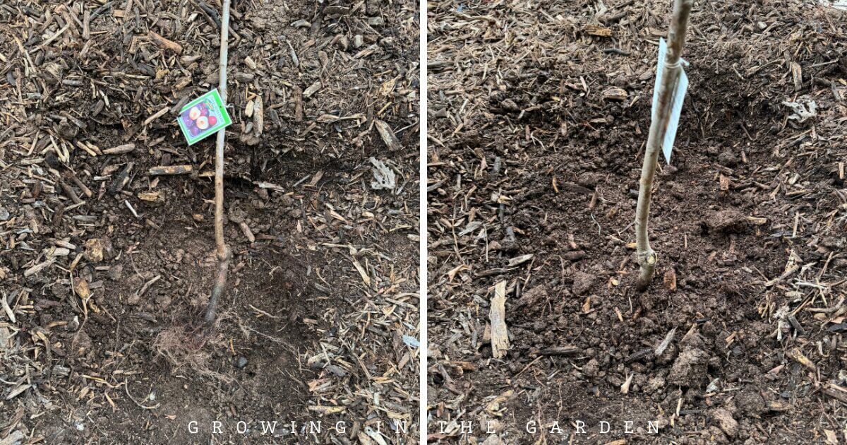 Planting Bare Root & Container Fruit Trees: A Step-by-Step Guide ...