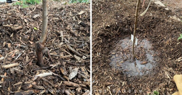 Planting Bare Root & Container Fruit Trees: A Step-by-Step Guide ...