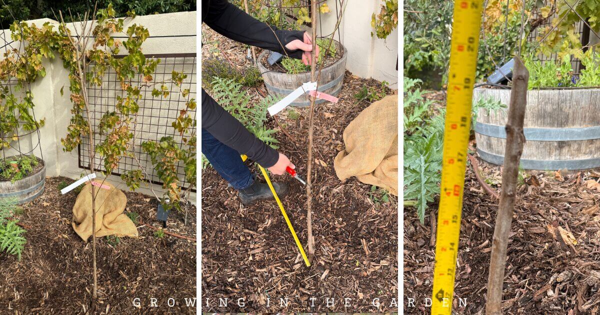 Planting Bare Root & Container Fruit Trees: A Step-by-Step Guide ...
