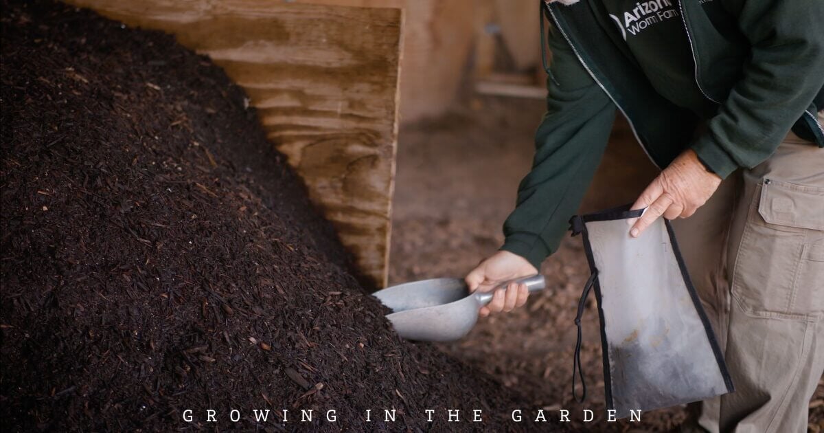 How & Why to Make Worm Castings Tea - Growing In The Garden