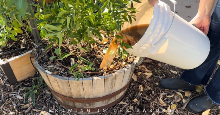 How & Why to Make Worm Castings Tea - Growing In The Garden