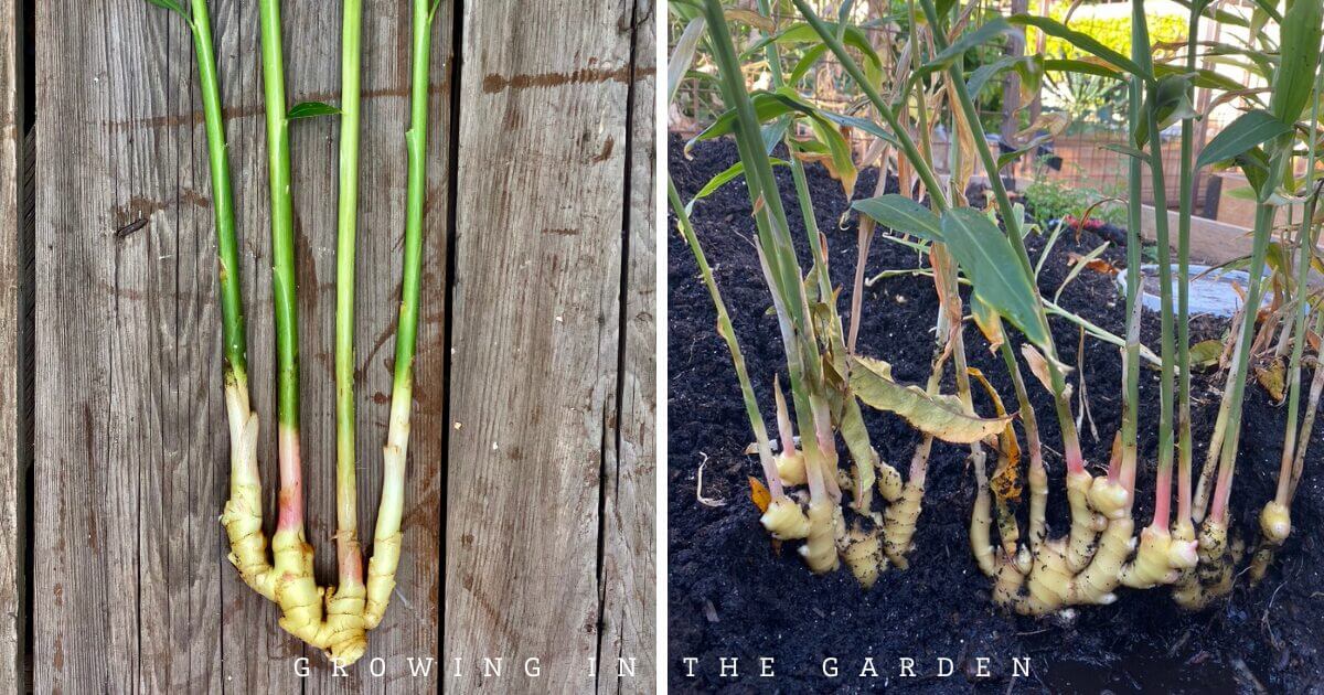How to Grow Ginger: Tips for Success - Growing In The Garden
