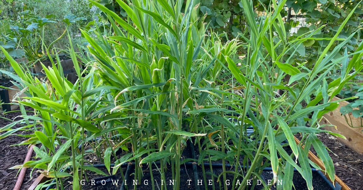 How to Grow Ginger: Tips for Success - Growing In The Garden