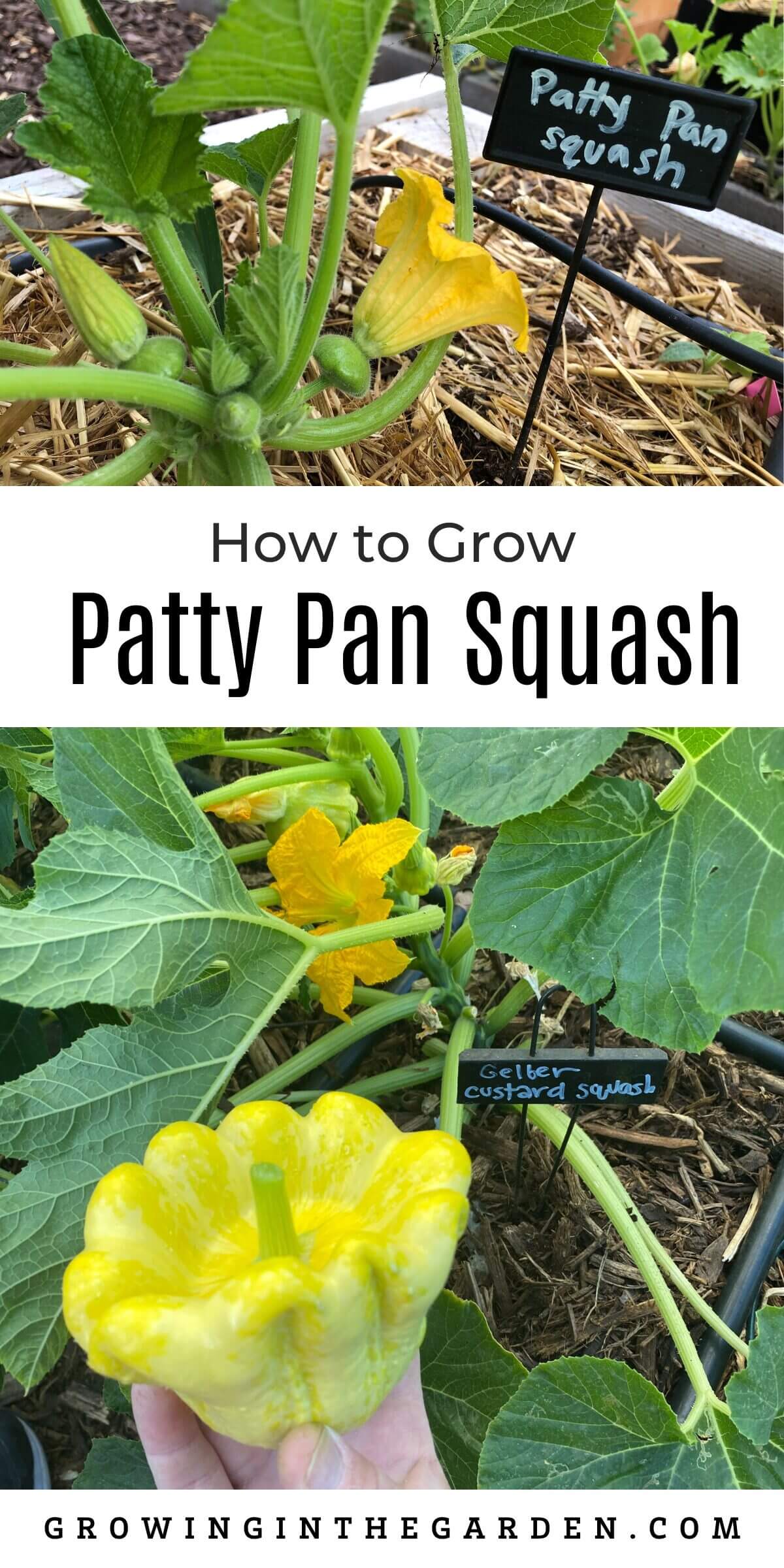How to Grow Patty Pan Squash - Growing In The Garden