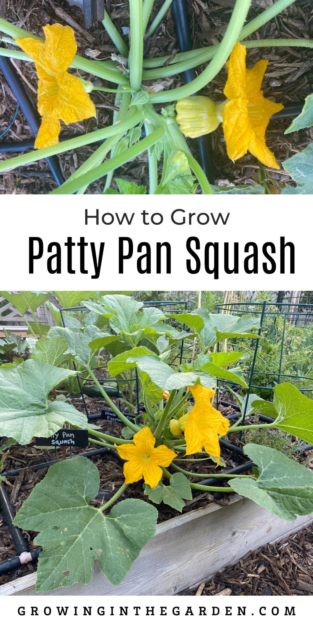 How to Grow Patty Pan Squash - Growing In The Garden
