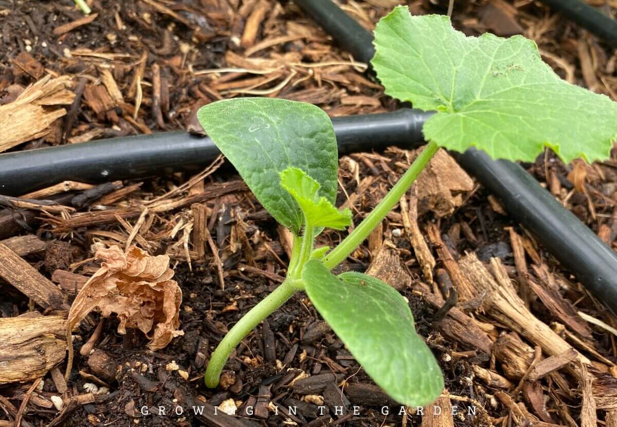 How to Grow Patty Pan Squash - Growing In The Garden
