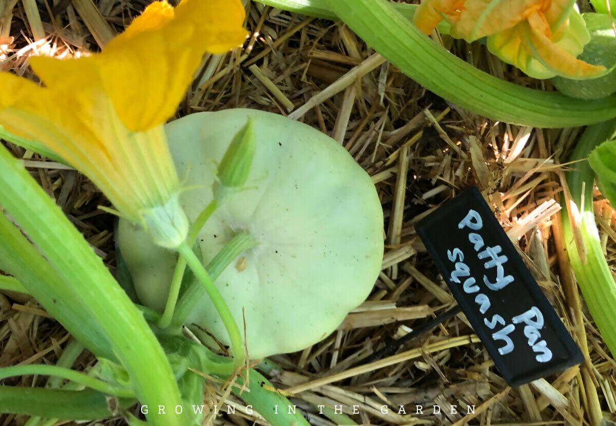 How to Grow Patty Pan Squash - Growing In The Garden