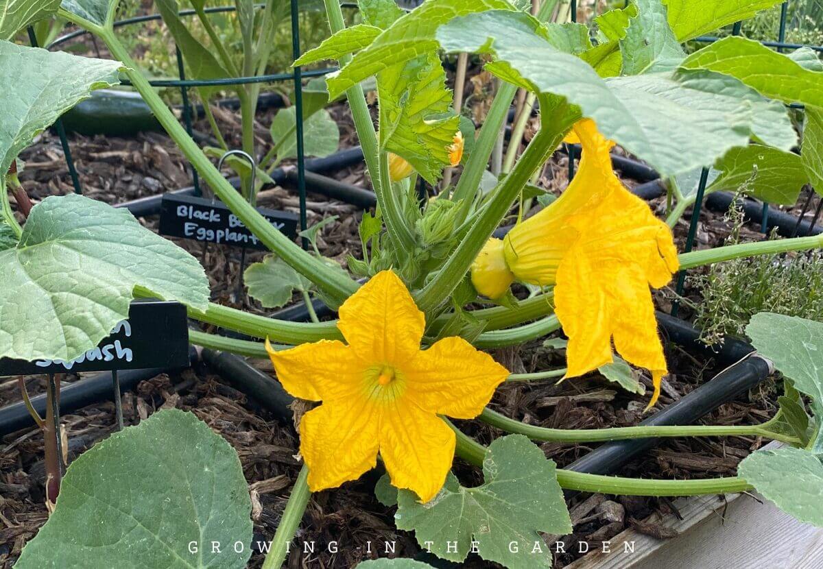 How to Grow Patty Pan Squash - Growing In The Garden
