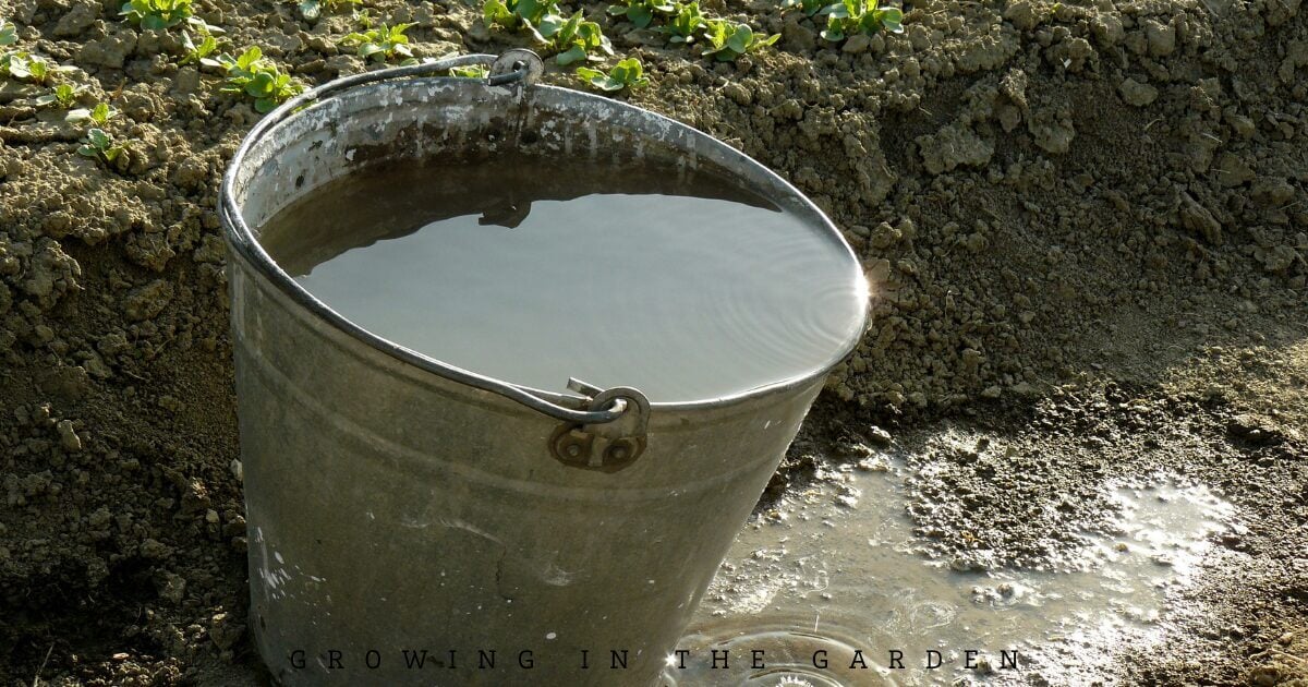 Planting Bare Root & Container Fruit Trees: A Step-by-Step Guide ...