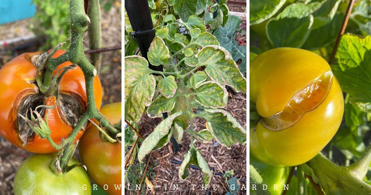 Turning Green Tomatoes Red: 4 Ways to Ripen Green Tomatoes
