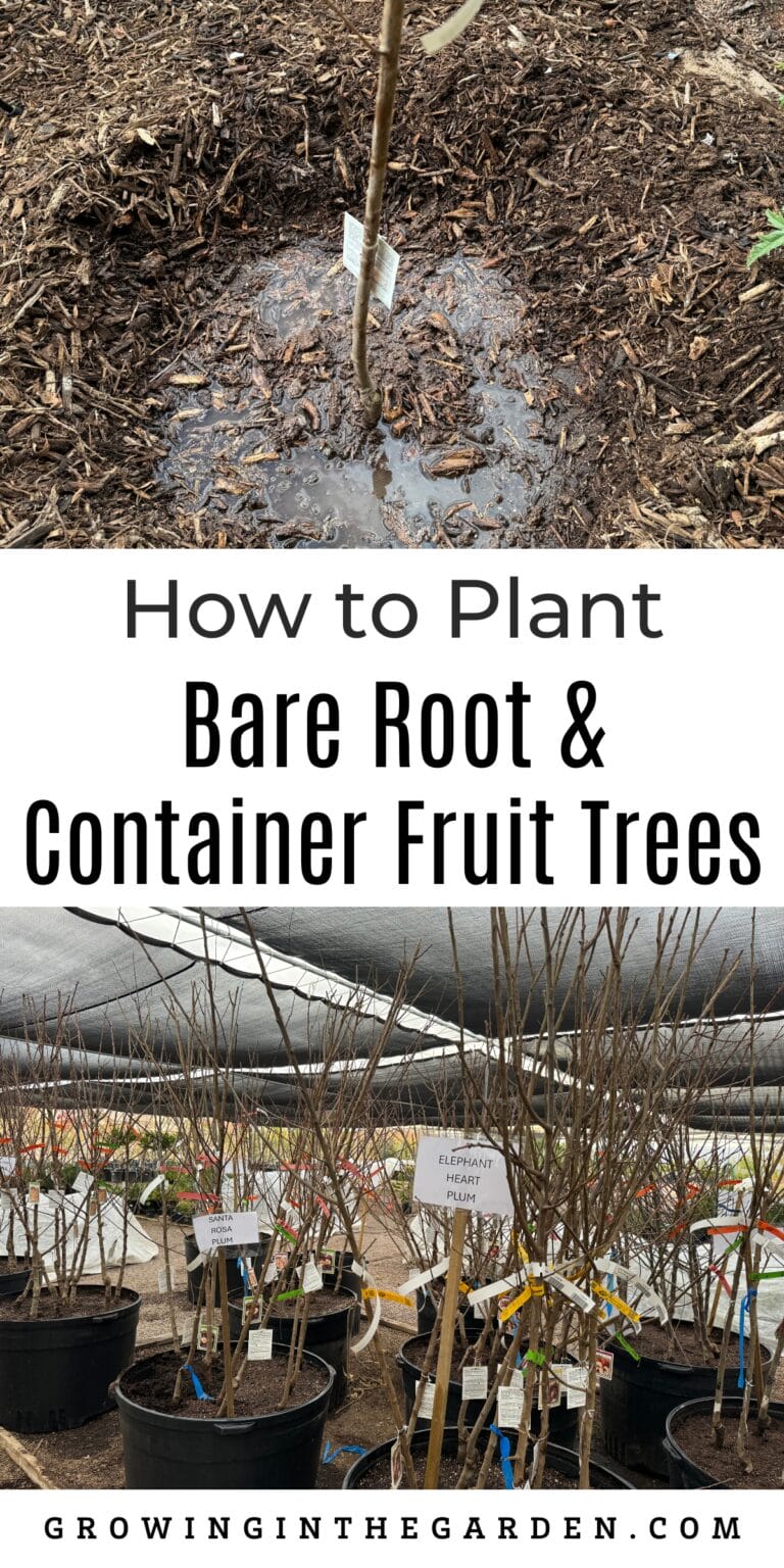 Planting Bare Root & Container Fruit Trees: A Step-by-Step Guide ...