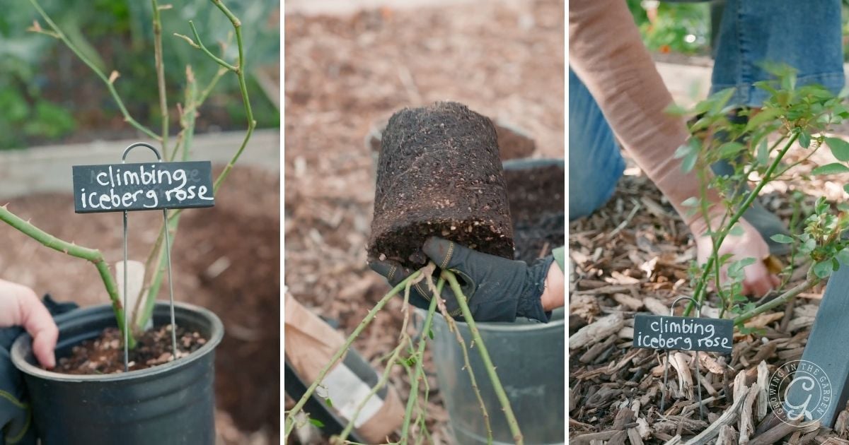Hot Summer Rose Care: Help Your Roses Survive Extreme Heat - Growing In ...