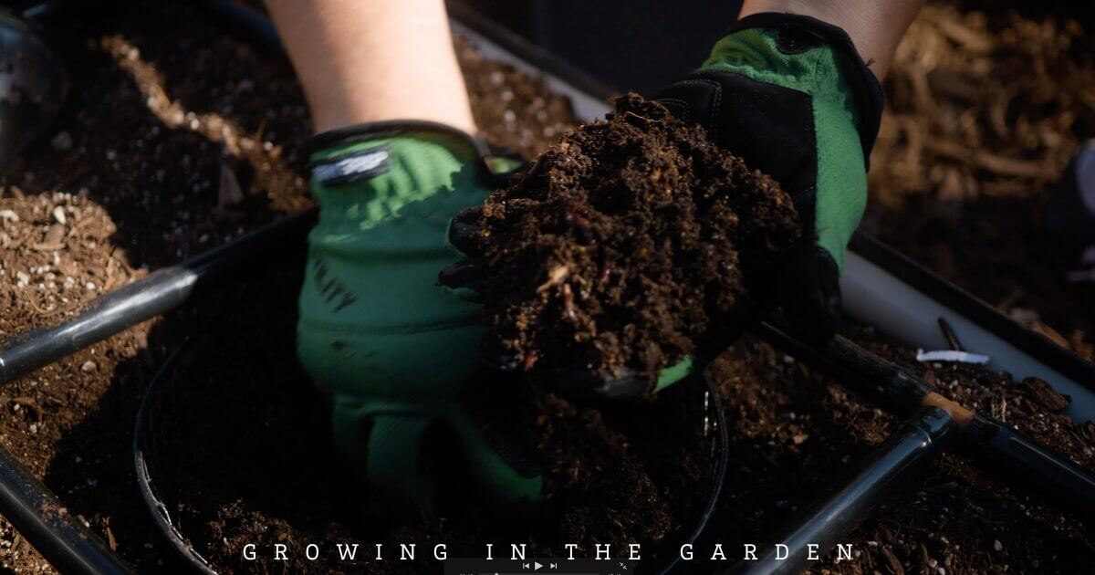 Vermicomposting Made Easy In Bed Worm Composting Growing In The Garden