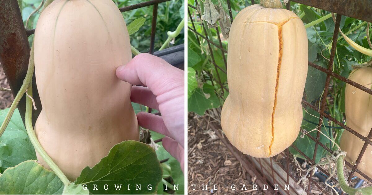 How to Grow Butternut Squash - Growing In The Garden