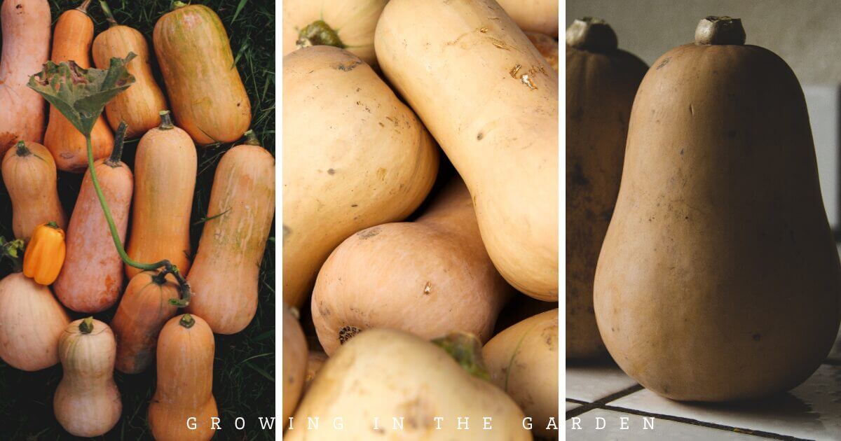 How to Grow Butternut Squash - Growing In The Garden
