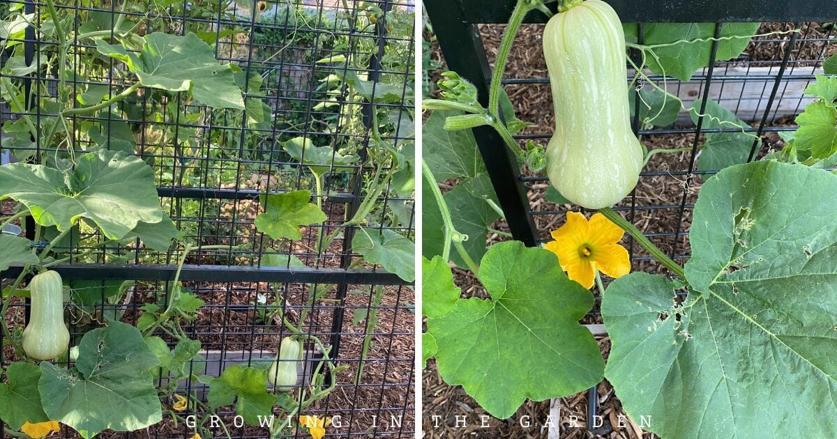 How to Grow Butternut Squash - Growing In The Garden