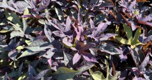 How to Grow Sweet Potato Vine - Growing In The Garden
