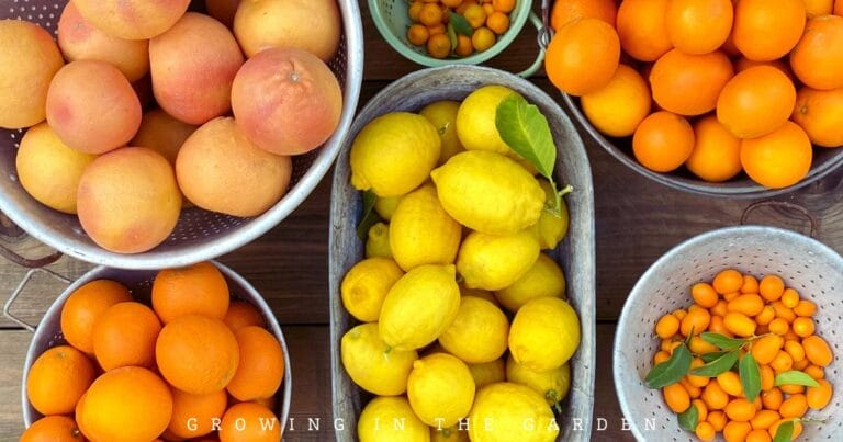 What to Plant for Year-Round Fruit Tree Harvests in Arizona