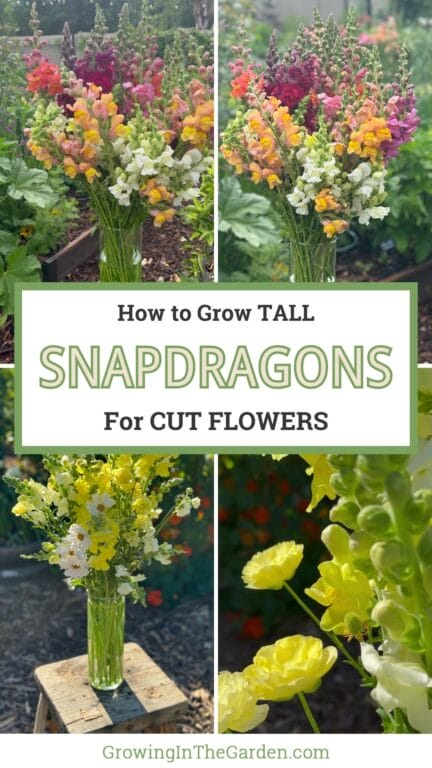 How to Grow Tall Snapdragons for Cut Flowers - Growing In The Garden