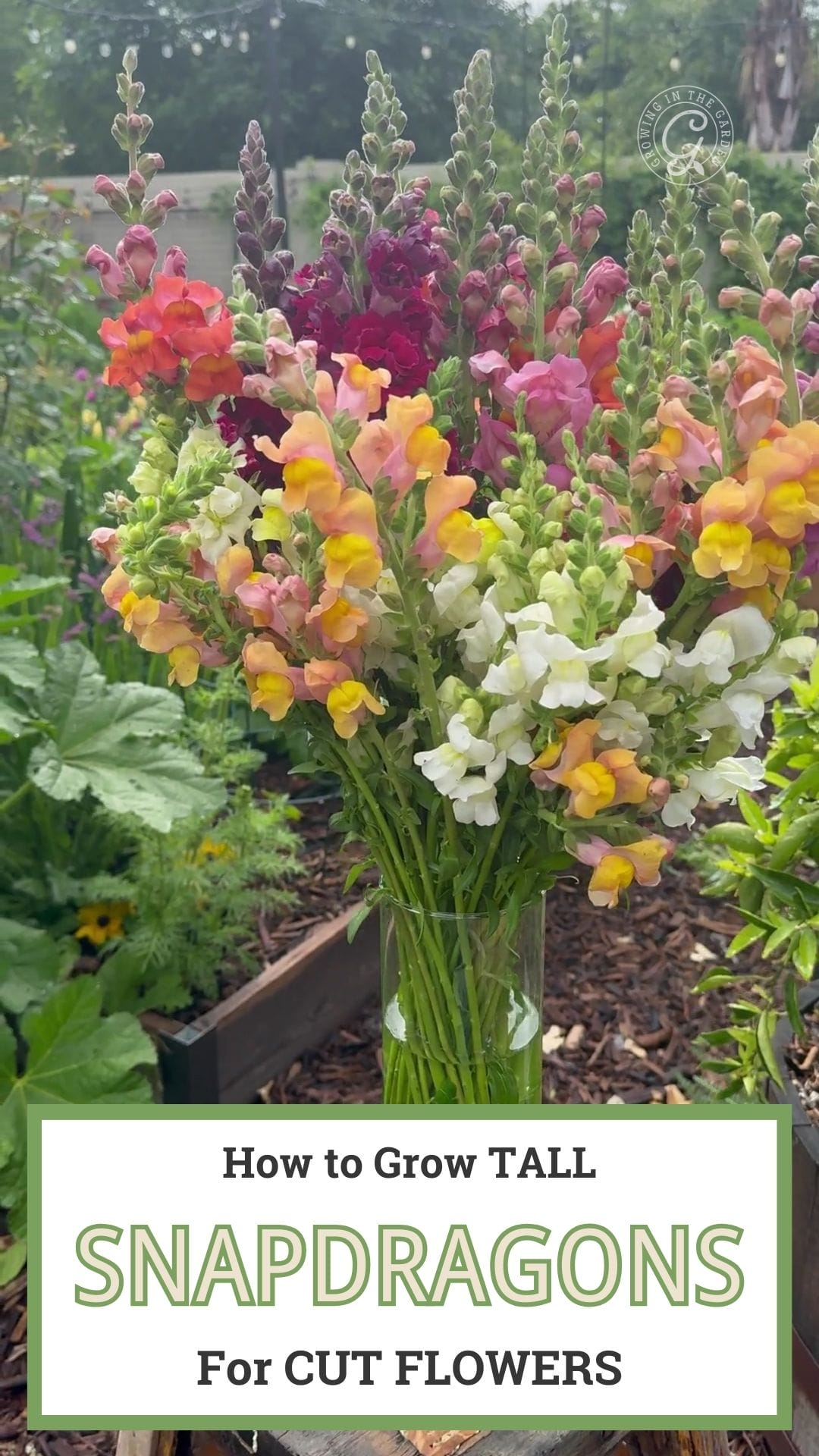 How to Grow Tall Snapdragons for Cut Flowers - Growing In The Garden