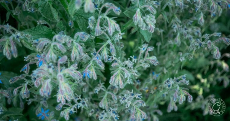 Arizona Herb Planting Guide: A Visual Guide for Low Desert Herbs