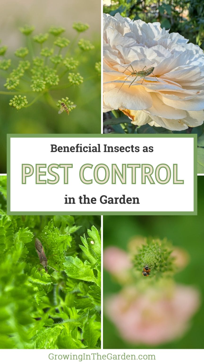 Beneficial Insects as Natural Pest Control - Growing In The Garden