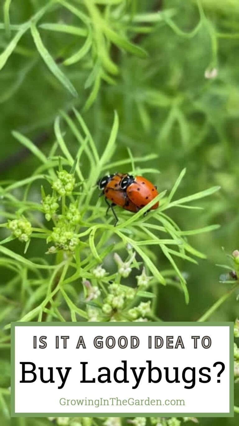 Don't Buy Ladybugs: Learn How to Attract Them Instead - Growing In The ...