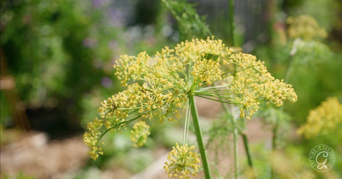 Plants That Attract Beneficial Insects & Pollinators