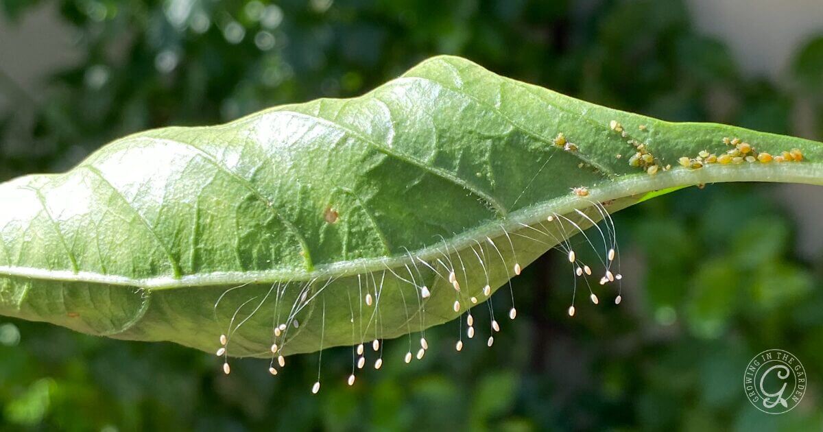 Beneficial Insects as Natural Pest Control - Growing In The Garden