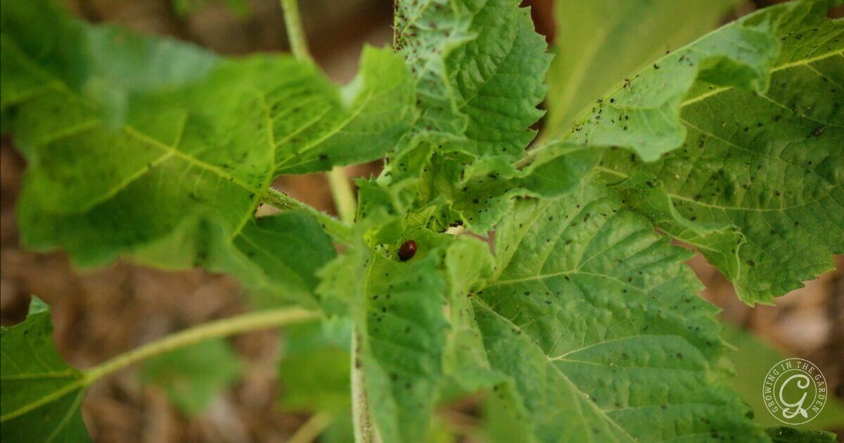 Beneficial Insects as Natural Pest Control - Growing In The Garden
