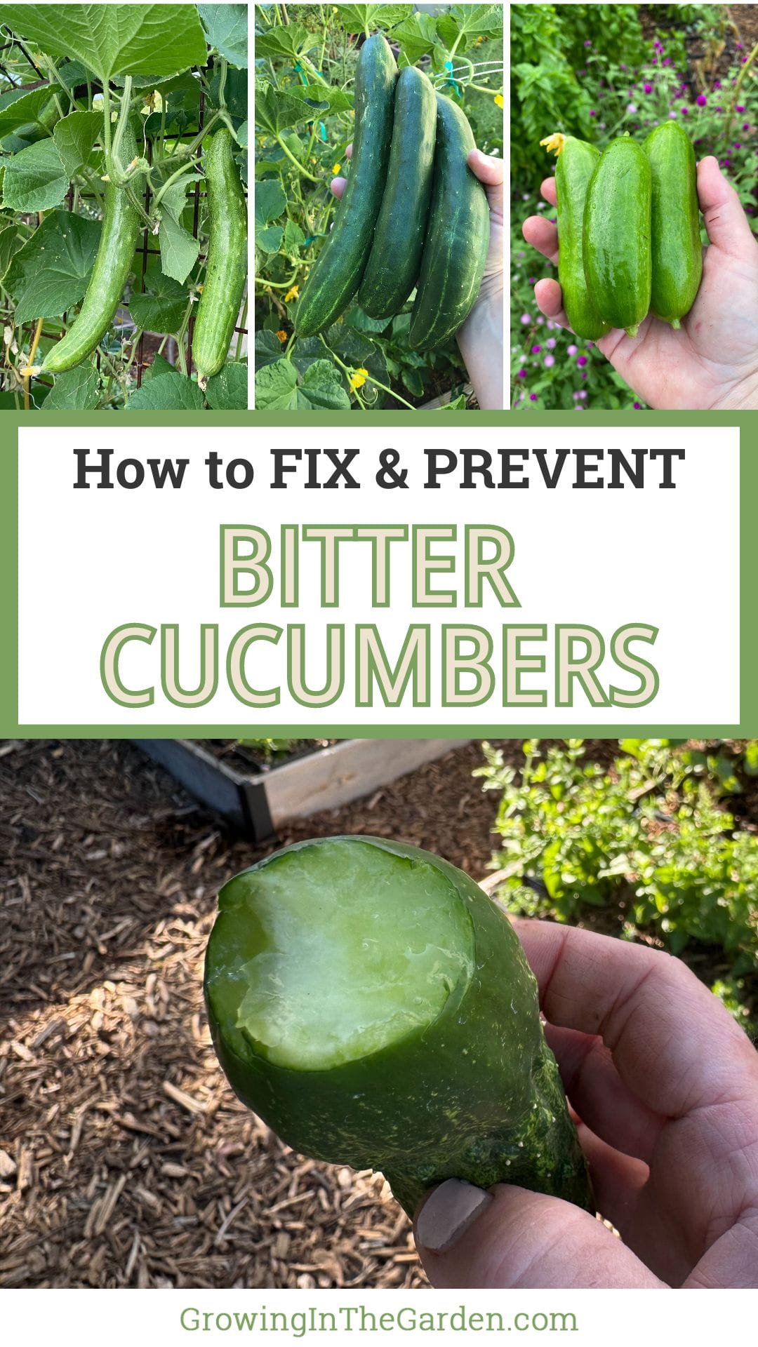 How to Prevent & Fix Bitter Cucumbers - Growing In The Garden
