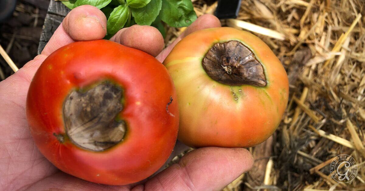 Prevent Blossom End Rot: Tips for Healthy Tomatoes