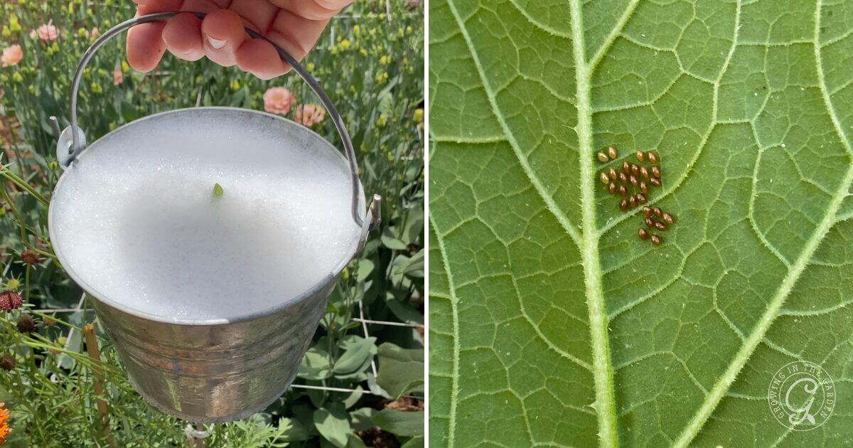 Squash Bug Prevention & Organic Control - Growing In The Garden