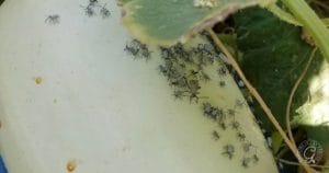 Squash Bug Prevention & Organic Control - Growing In The Garden