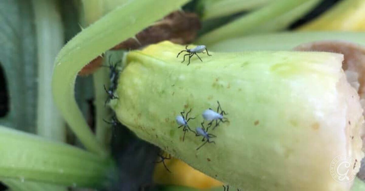 Squash Bug Prevention & Organic Control - Growing In The Garden